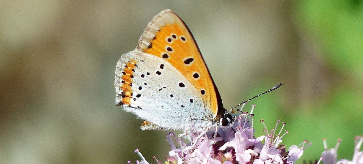 Ihr Erholungsort Lindow (Mark), Stadt der drei Seen heißt Sie Willkommen